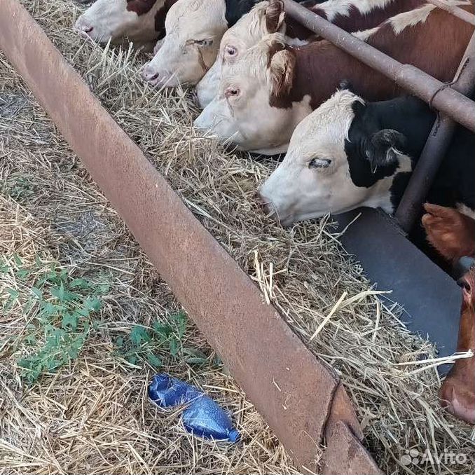 Бычки на откорм 20 голов