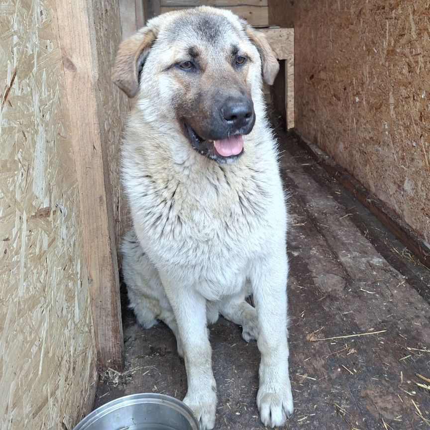 Взрослый пёс в добрые руки