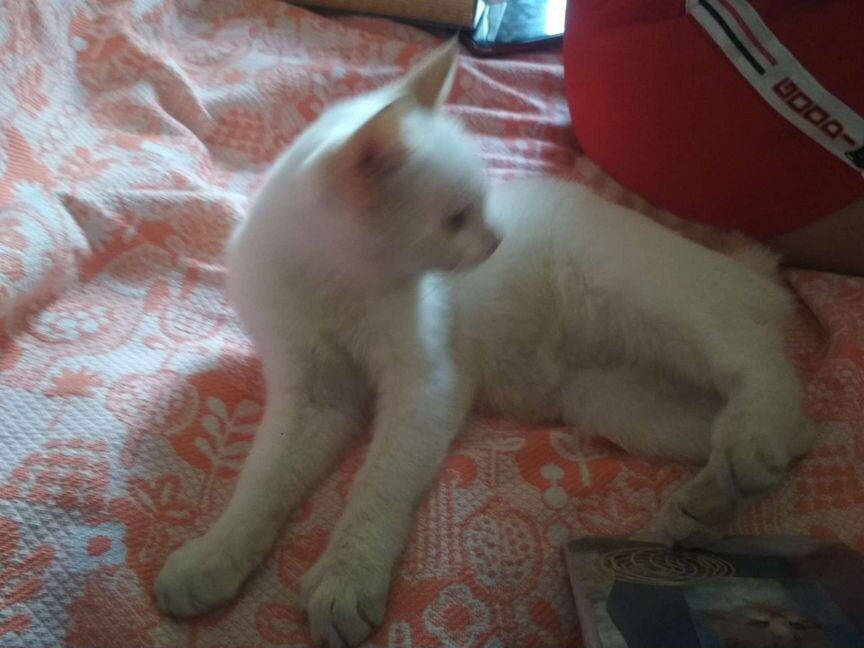 Потерялся котенок, мальчик. 17 августа появился