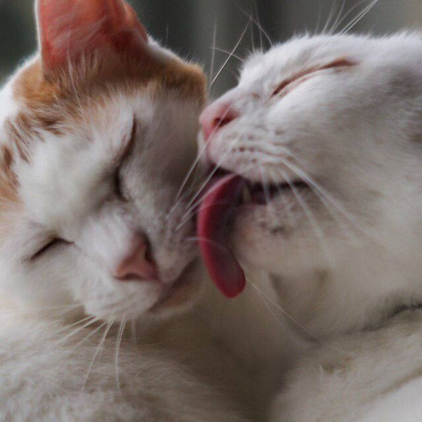 Поиграю с вашей кошечкой