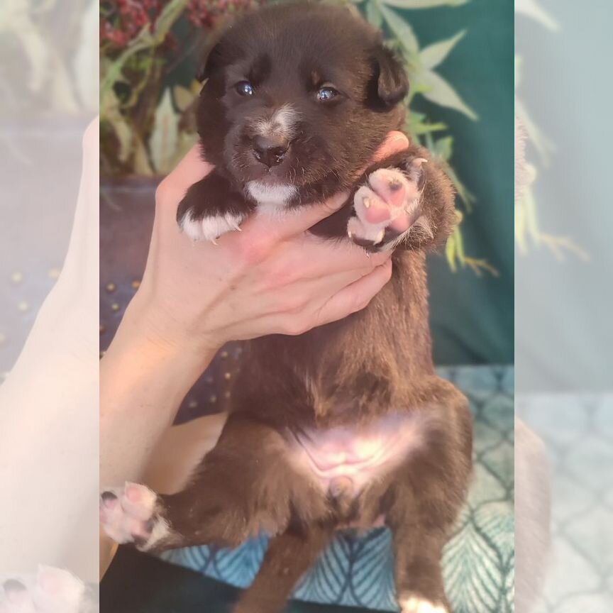 Отдам в добрые руки щенят