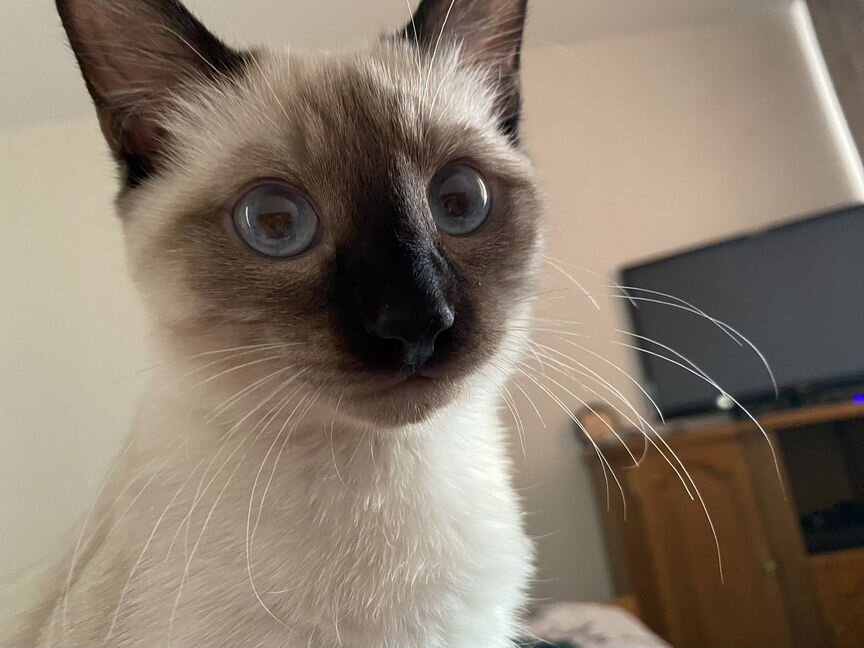 Сиамский кот