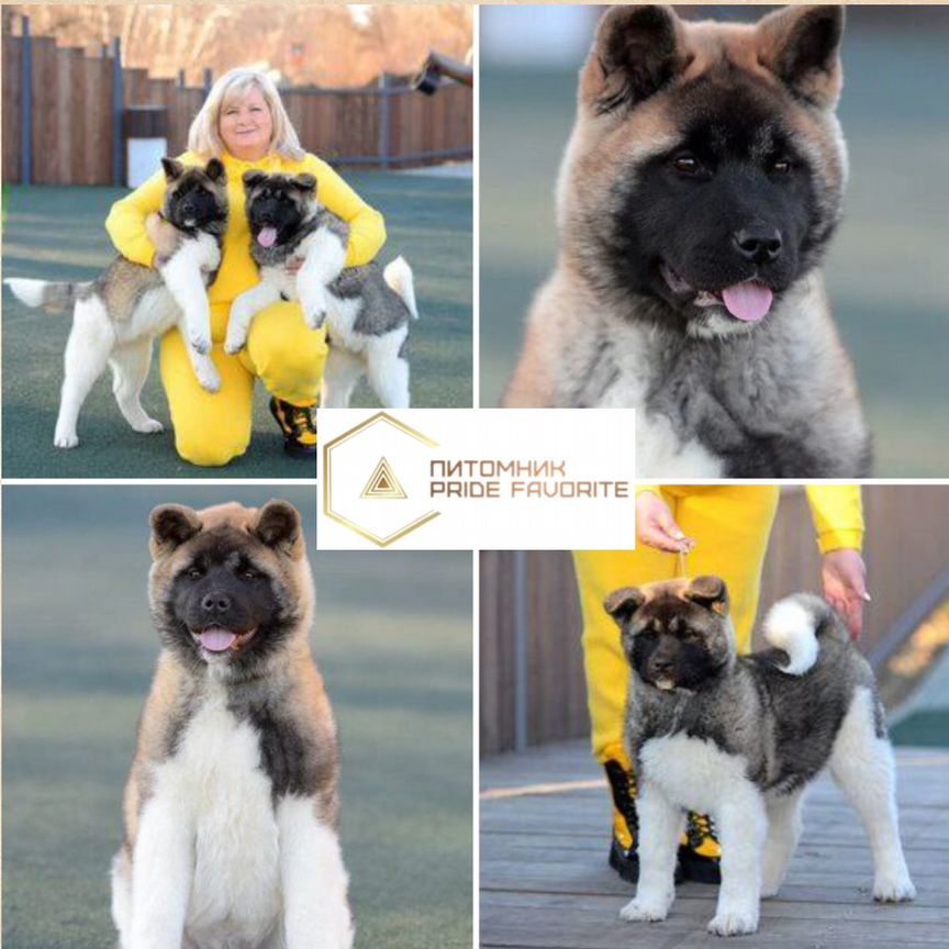 Щенки американской акиты уфа