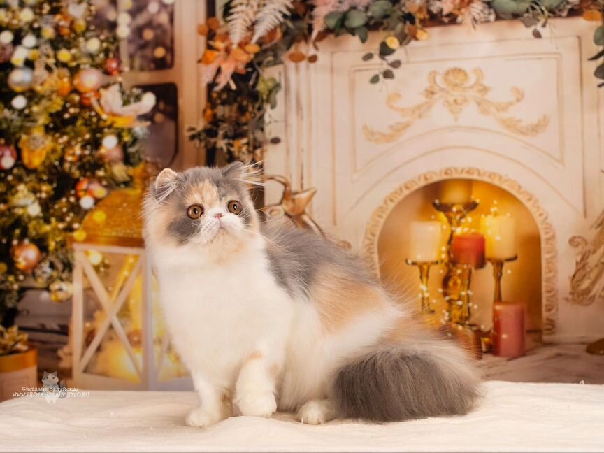 Персидская кошечка