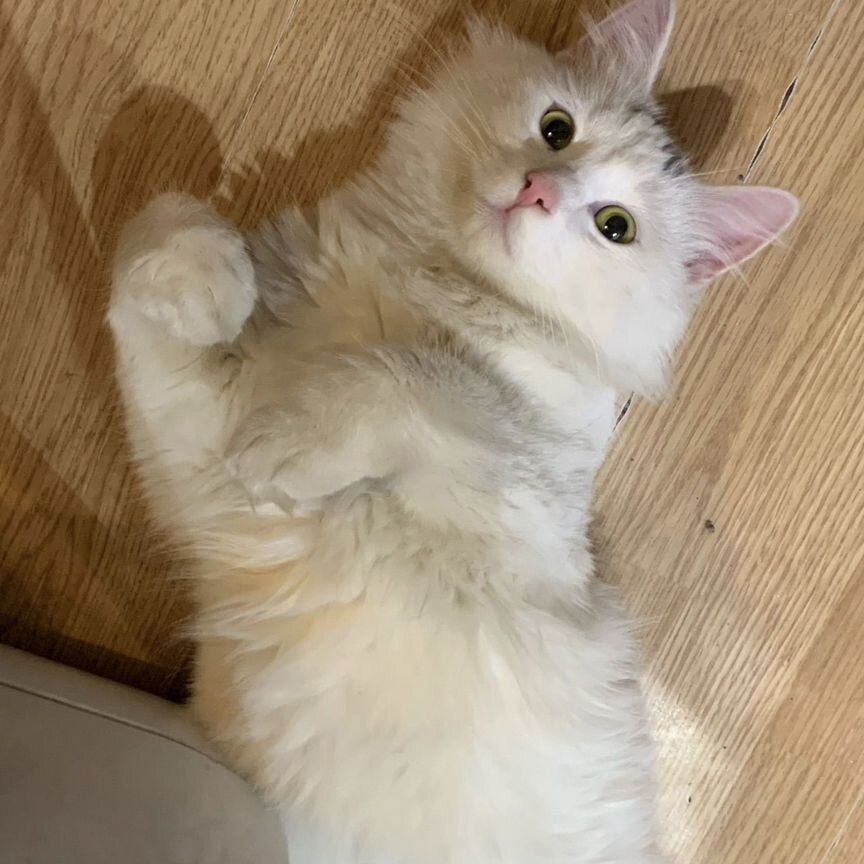 Котеночек подросток мальчик