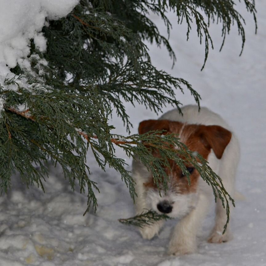 Джек-рассел-терьер, щенок