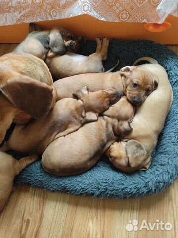 Щенки таксы