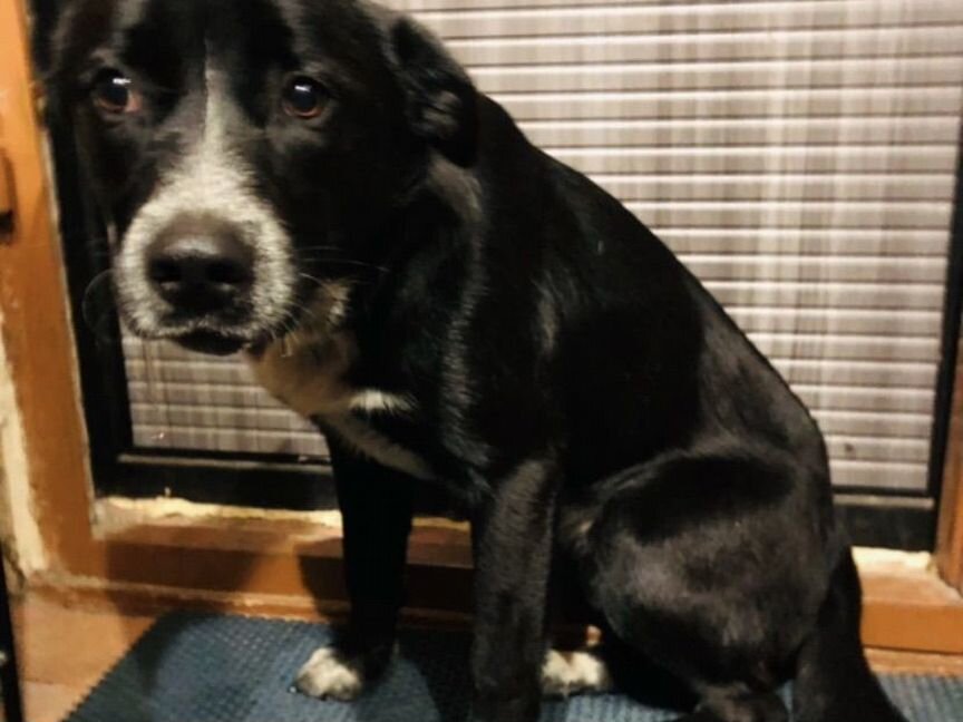 Небольшая собака Лира ищет дом или передержку