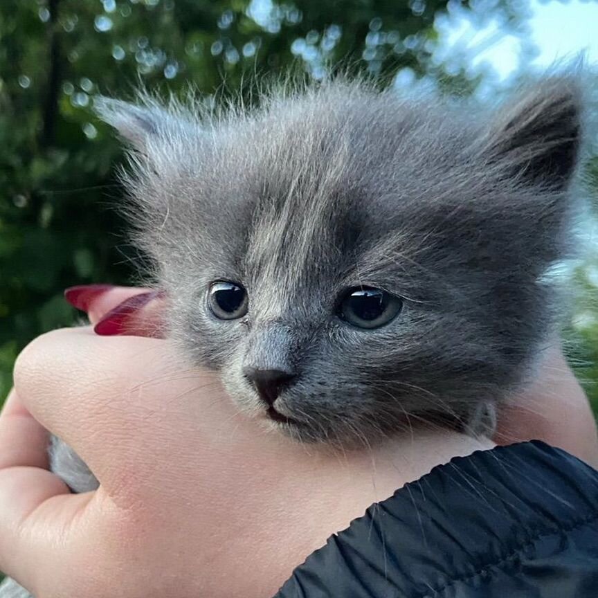 Котёнок в добрые руки