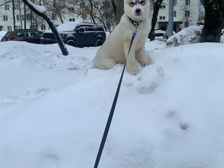 Собака