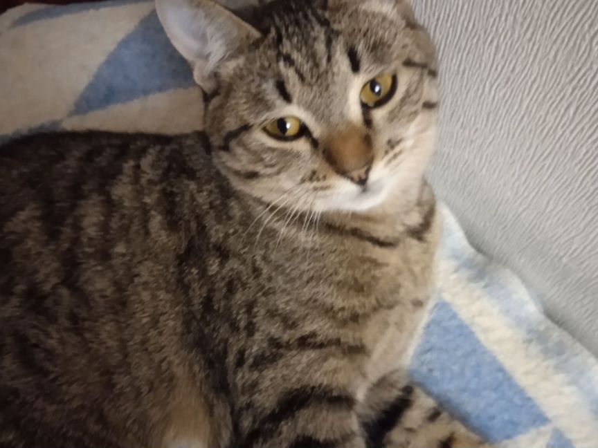 Котёнок ищет дом