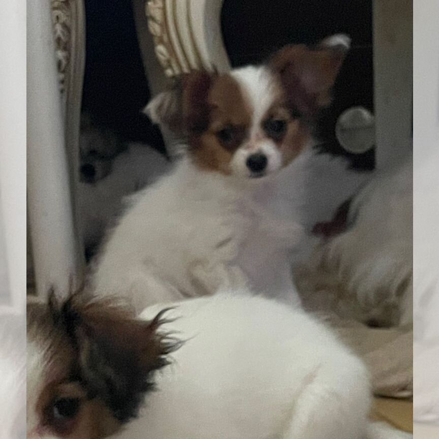 Континентальный той-спаниель папильон, щенок