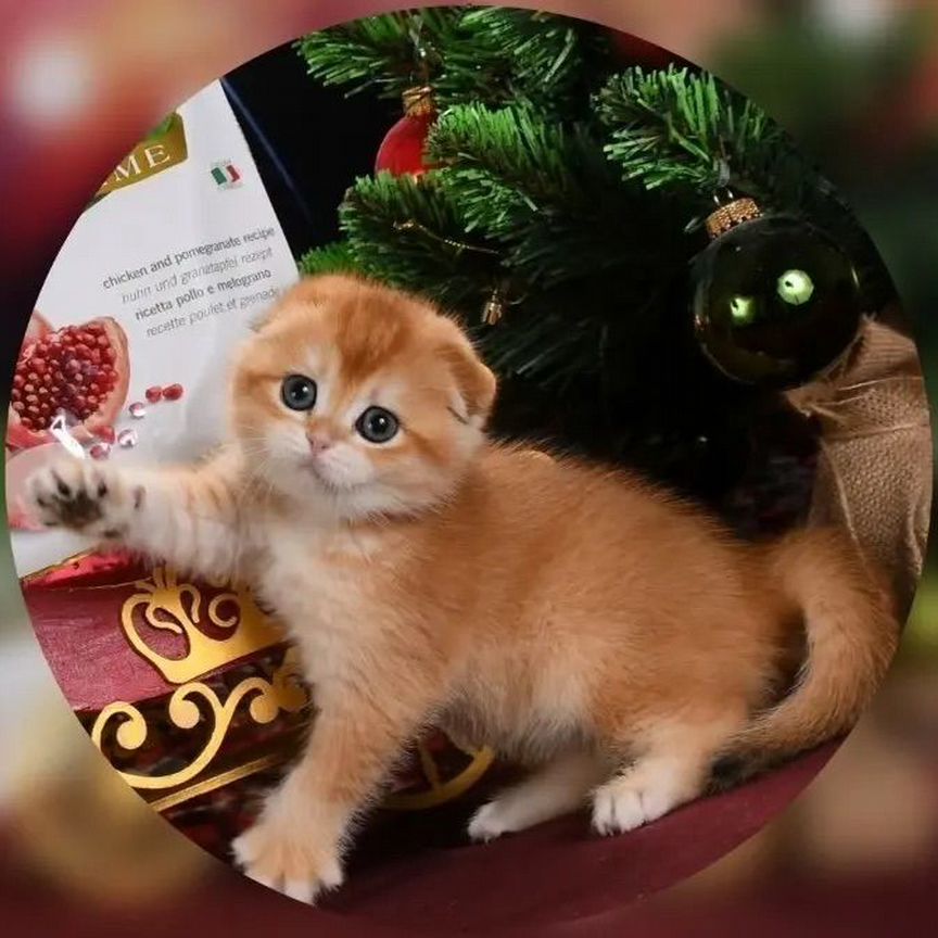 Шотландский вислоухий короткошёрстный котёнок