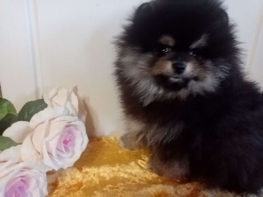 Крошки девочки