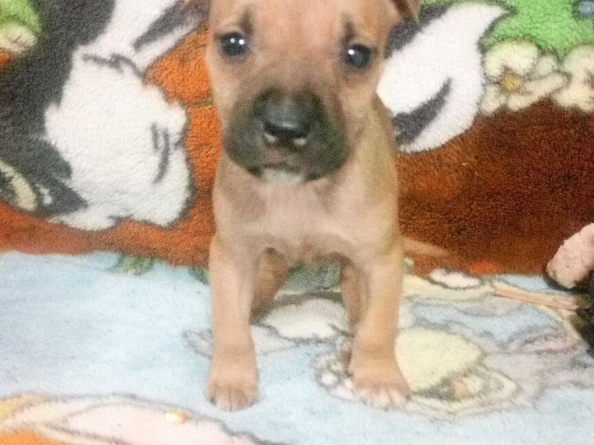 Щенки мама стафф папа питбуль