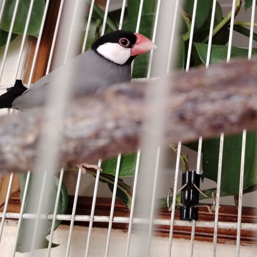 Рисоввая амадина