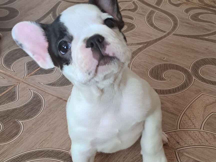 Французские бульдожки