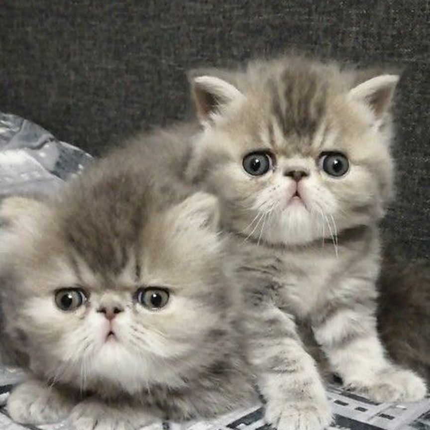 Котята экзотики
