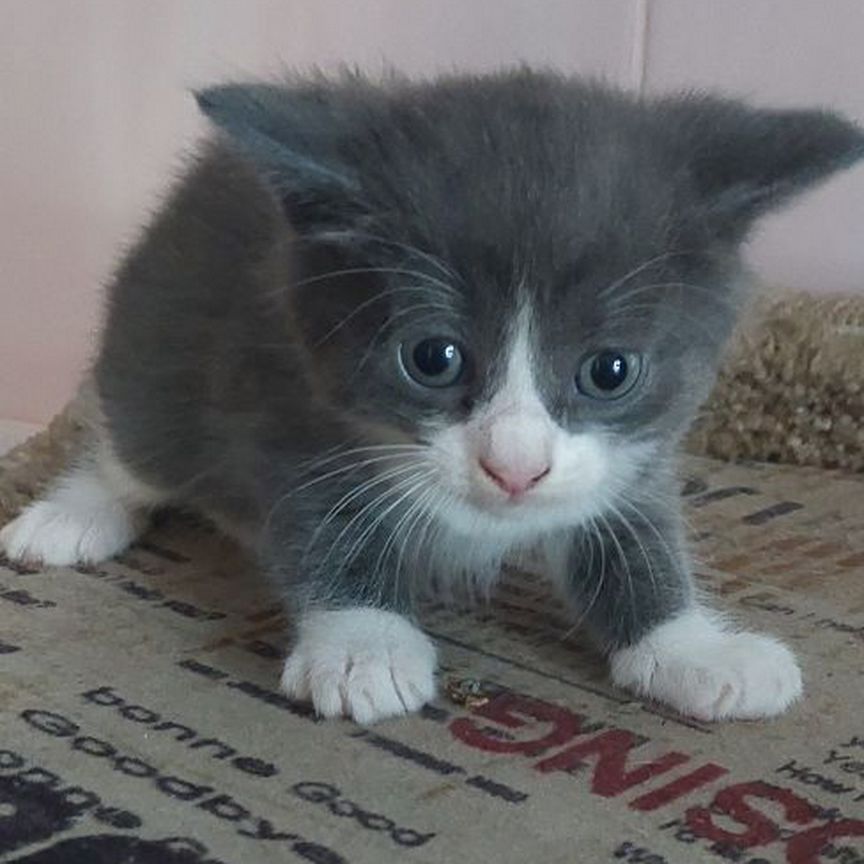 Отдам котят в добрые руки