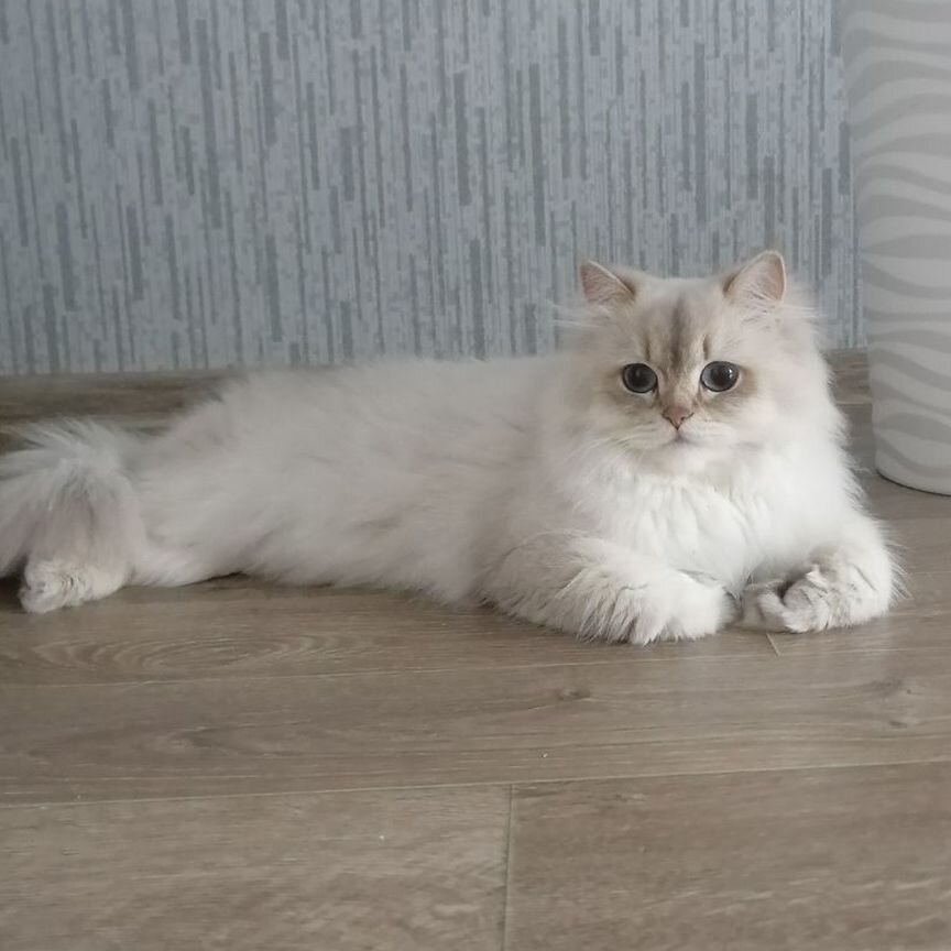 Британская длинношёрстная кошка, взрослая