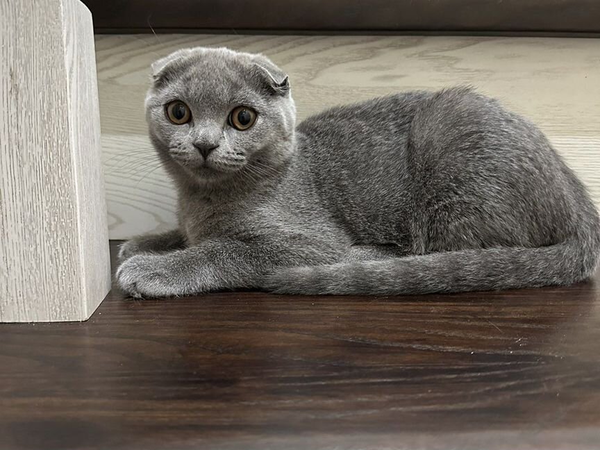 Шотландская вислоухая