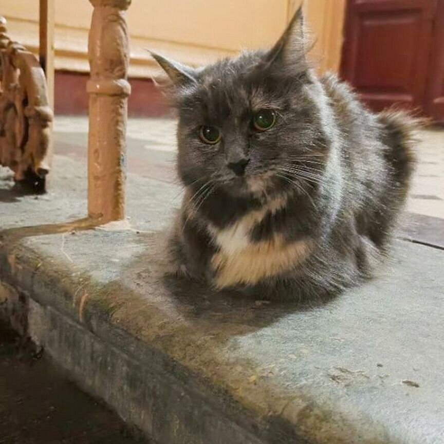 Кошечка ищет дом