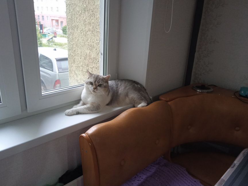 Шотландской породы
