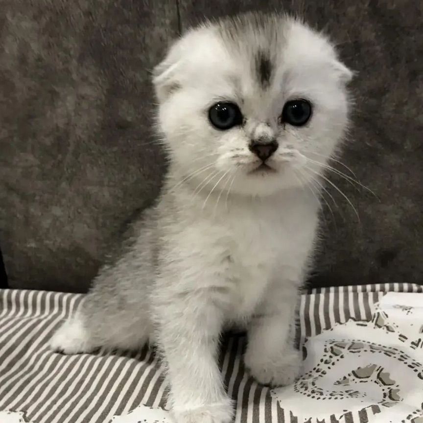 Шотландский вислоухий короткошёрстный котёнок