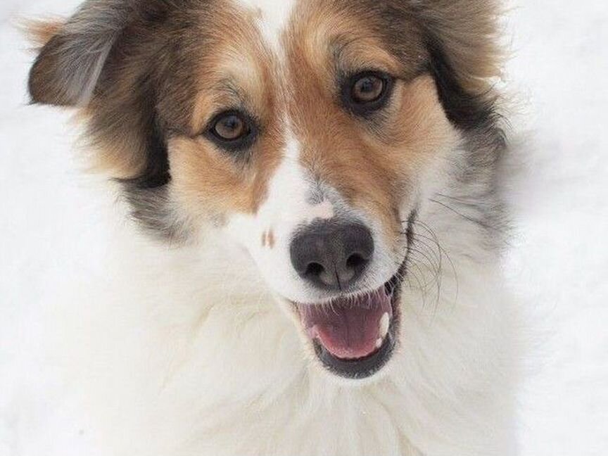 Молодому Элвису очень нужен дом