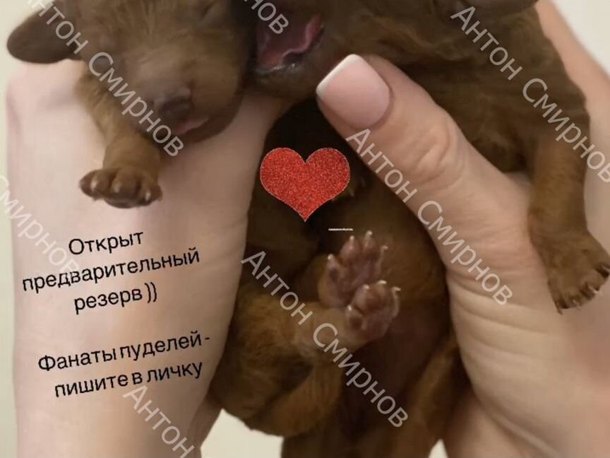 Щенки РКФ Ред Браун Той Пудель toy poodle