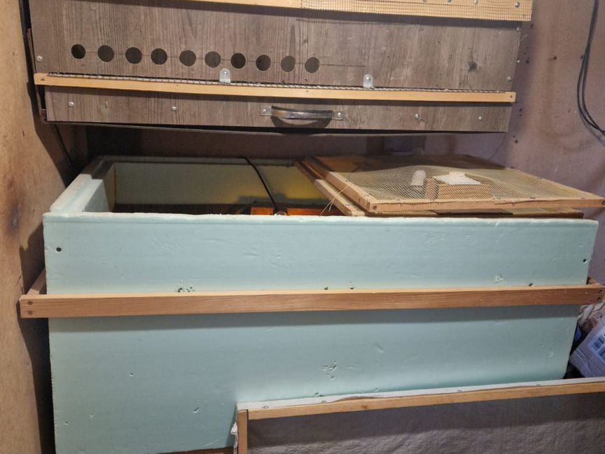 Брудер для перепелов