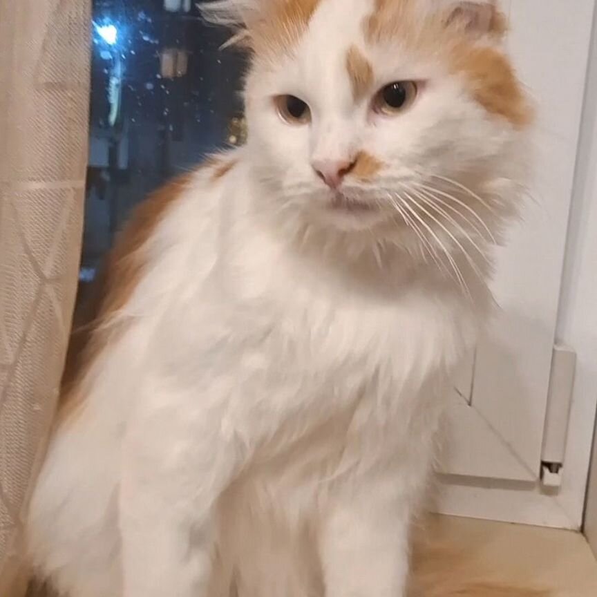 Кот Добрыня