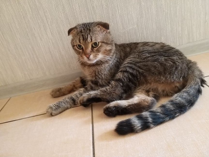 Шотландский вислоухий кот