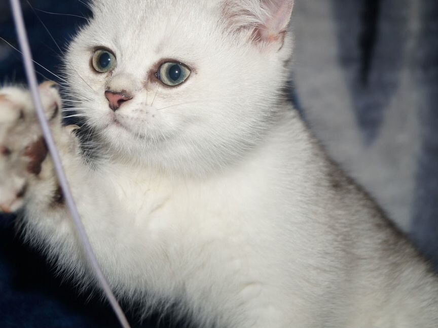 Британские серебристые котята