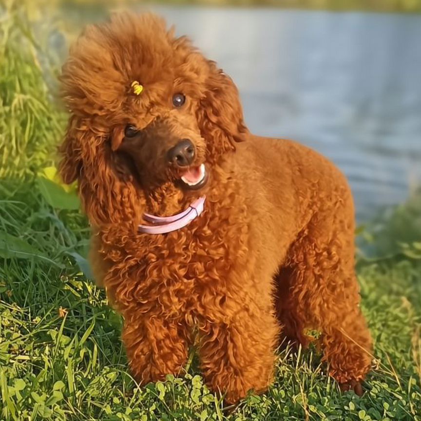 Карликовый пудель, щенок