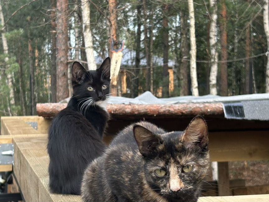 В очень добрые руки