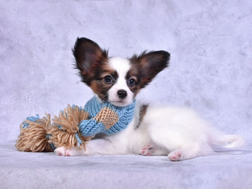 Щенки папийона красавчик Астерикс