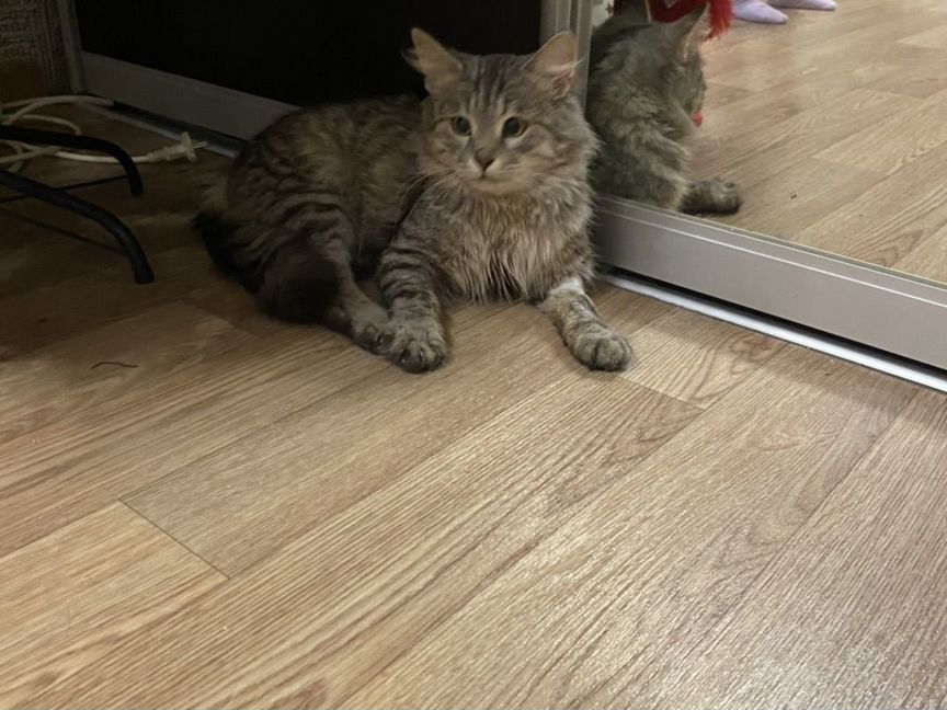 Кот