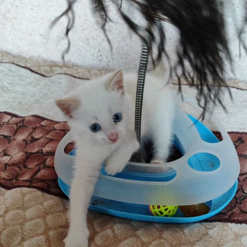 Котик