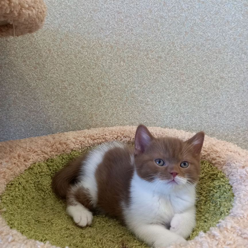 Британский мальчик в любимцы