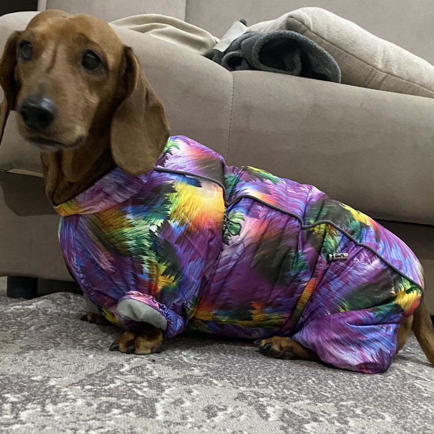 Комбинезон для таксы