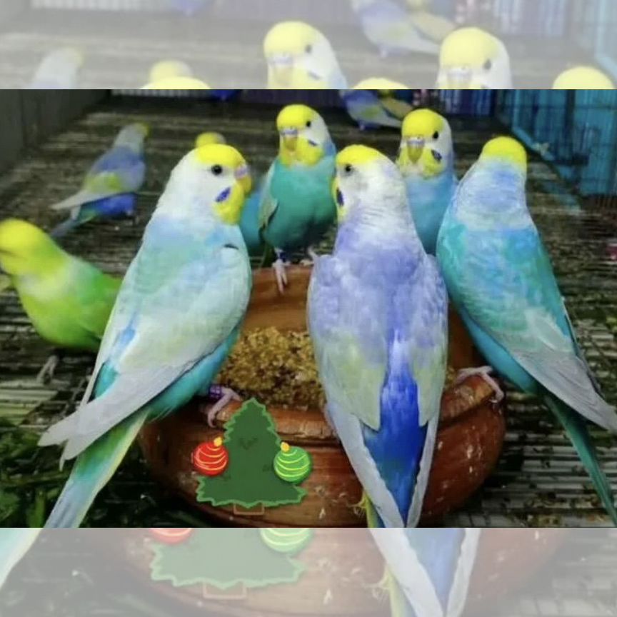 Волнистый попугай птенчики