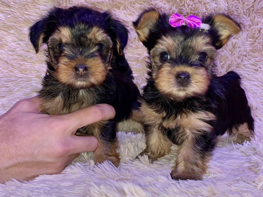 Йоркширский терьер