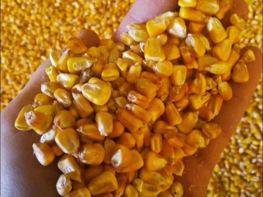 Зерносмесь овёс