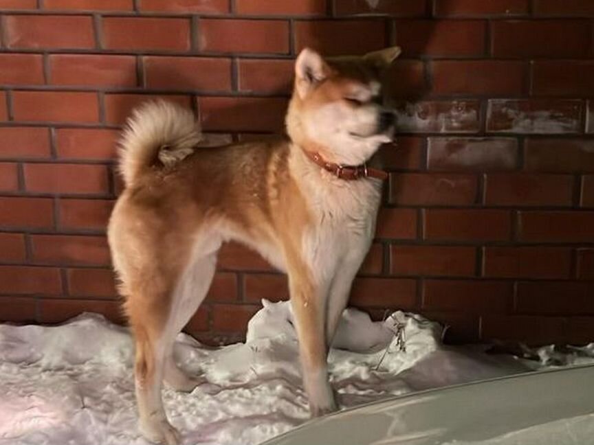 Лайка. Чья собака