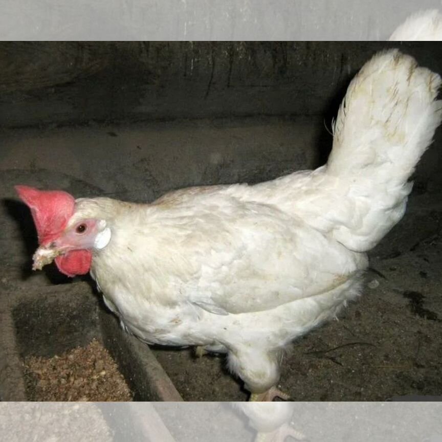 Куры несушки продам