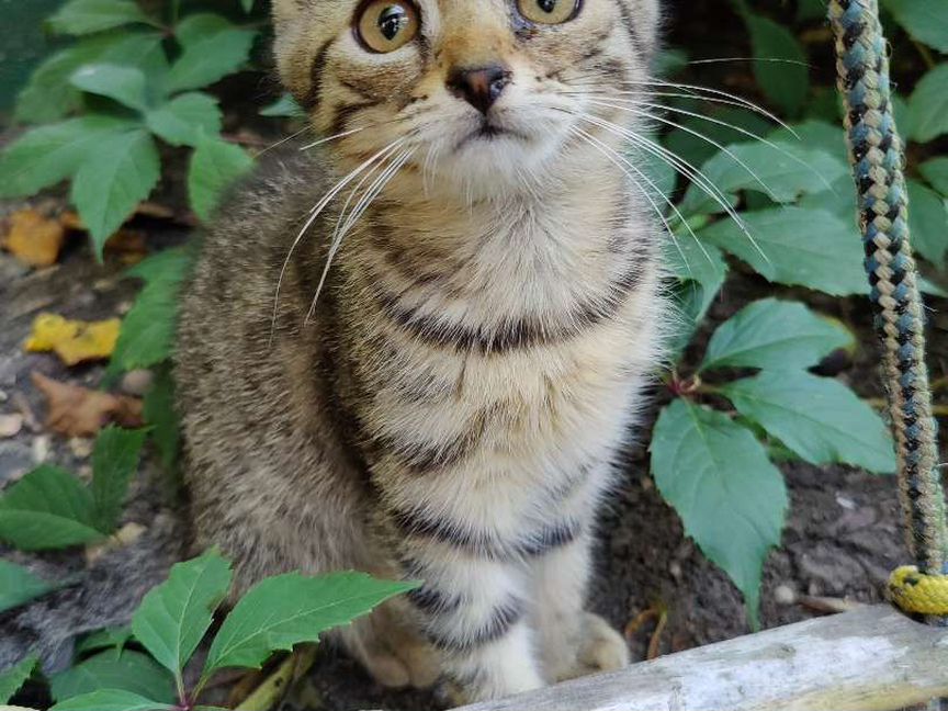 Вислоухий котёнок