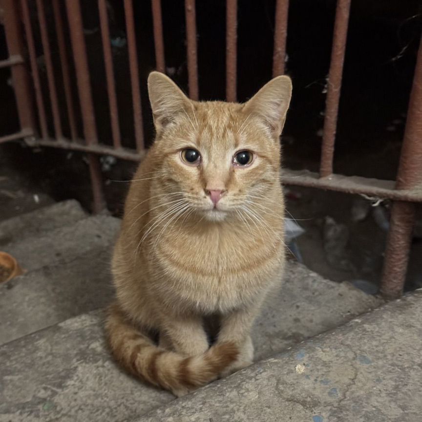 Рыжий котенок
