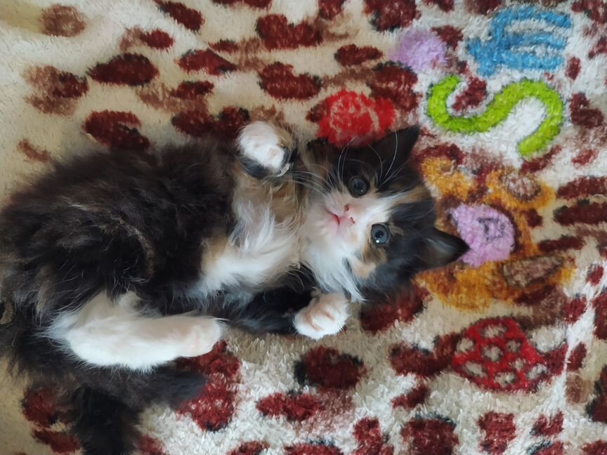 Кошка
