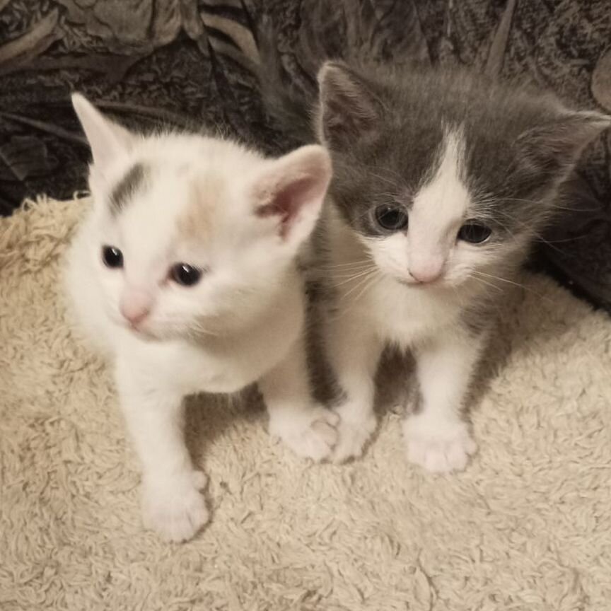 Котёнок от частного владельца